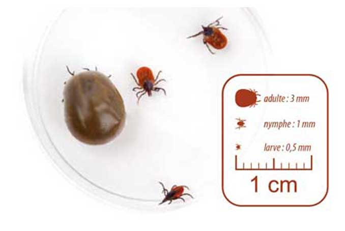 Tique et maladie de Lyme | Agence régionale de santé Nouvelle-Aquitaine