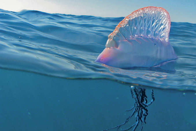 Physalies, attention aux filaments très urticants ! | Agence régionale ...
